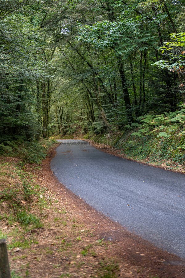 Country drive stock photo. Image of vegetation, driving - 280157508