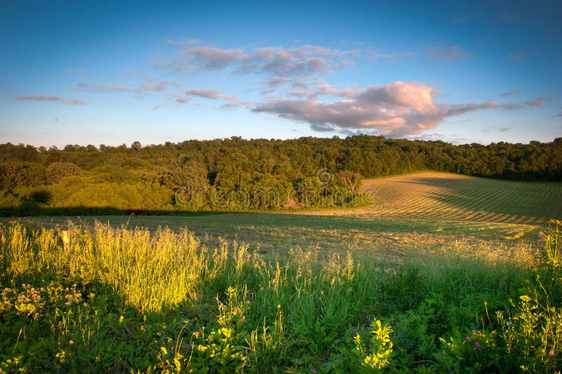 Country farm stock image. Image of copse, woods, trees - 82170421