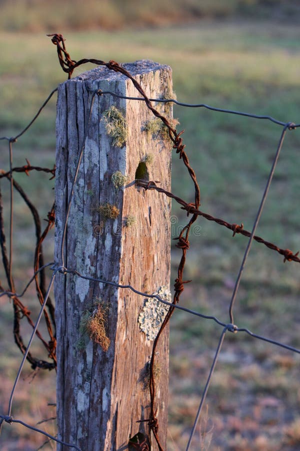 Fence Post and Barbed Wire stock photo. Image of post - 5706272