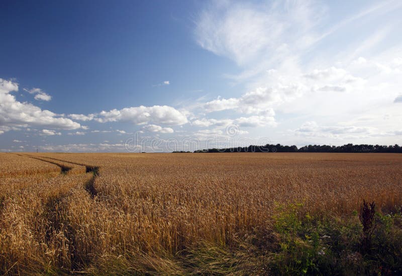 Country field stock photo. Image of farmland, agriculture - 10405614