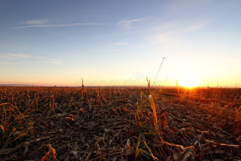 Country field stock image. Image of blue, nature, agriculture - 28017855