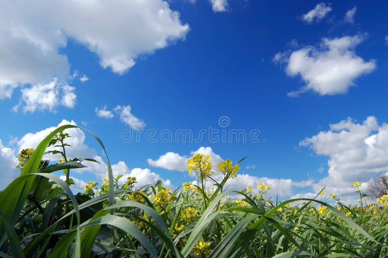 Country field stock photo. Image of field, clouds, cumulus - 600804