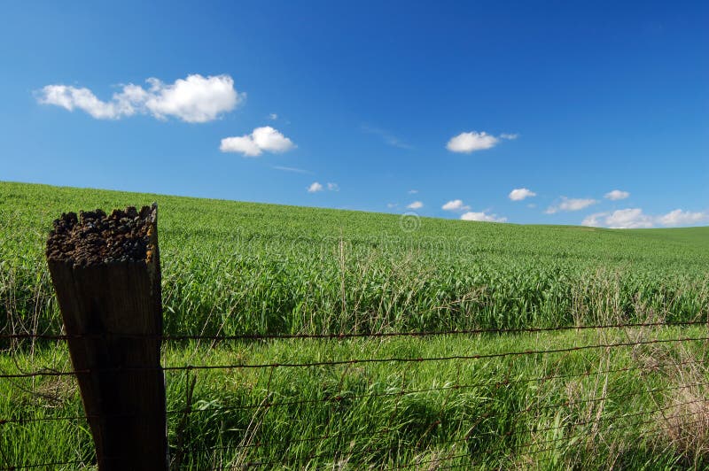 Country field stock image. Image of agriculture, flowers - 600913
