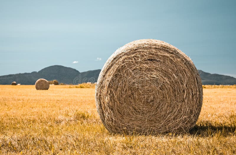 Country Field with Bales of Hay Stock Image - Image of blue, outdoor ...