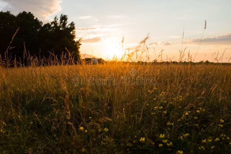 Country Field in the the Setting Sun Rays, Sunset Backlight Stock Photo ...