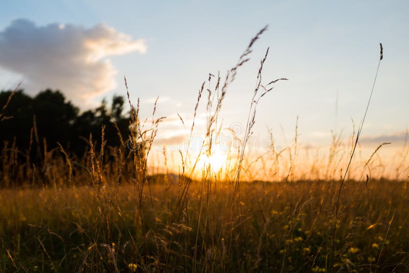 Country Field in the the Setting Sun Rays, Sunset Backlight Stock Photo ...
