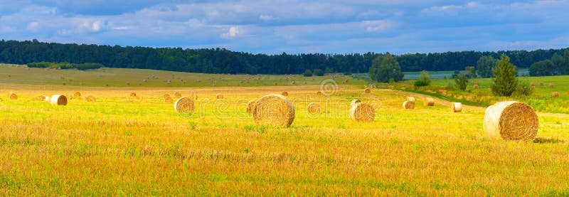 Country field stock image. Image of farming, sunny, rural - 43884523