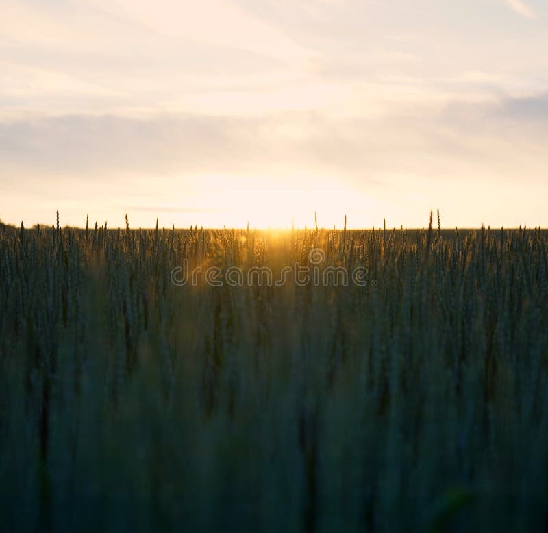 Country field sunset stock photo. Image of agriculture - 149495002