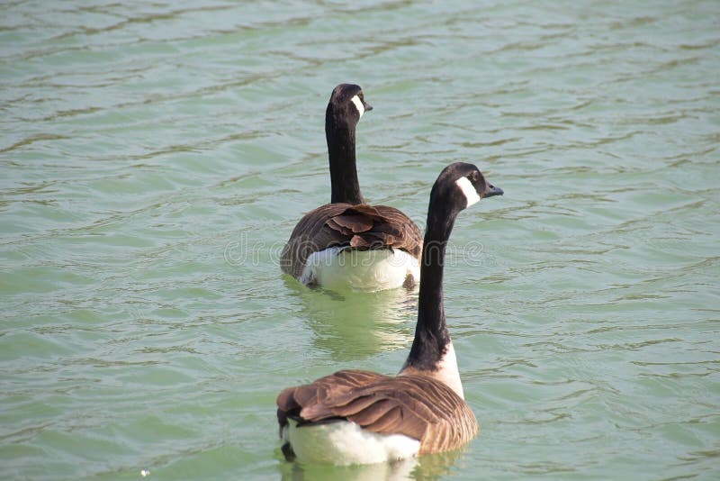 Country goose on the beach stock photo. Image of outdoor - 261056712