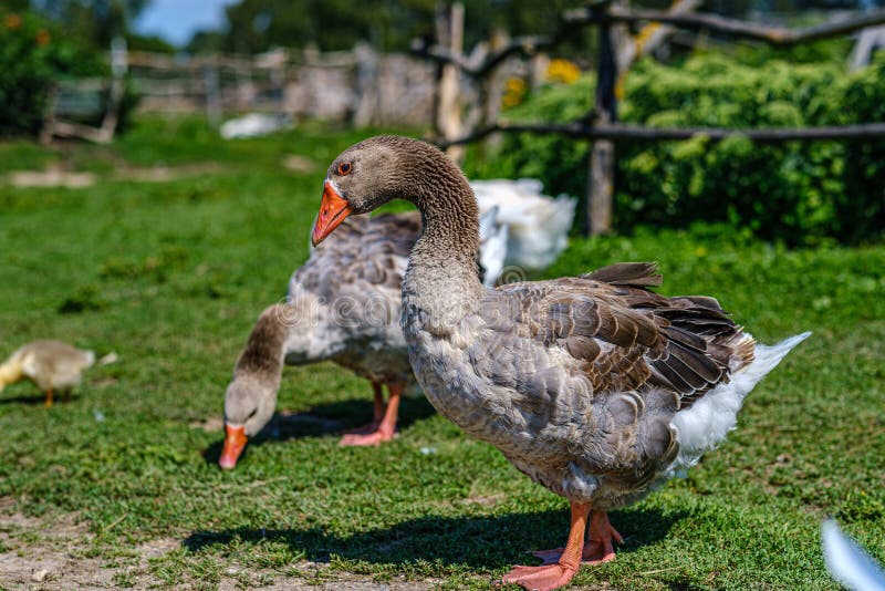 Country Goose and Ducks Walking in the Garden Stock Image - Image of ...