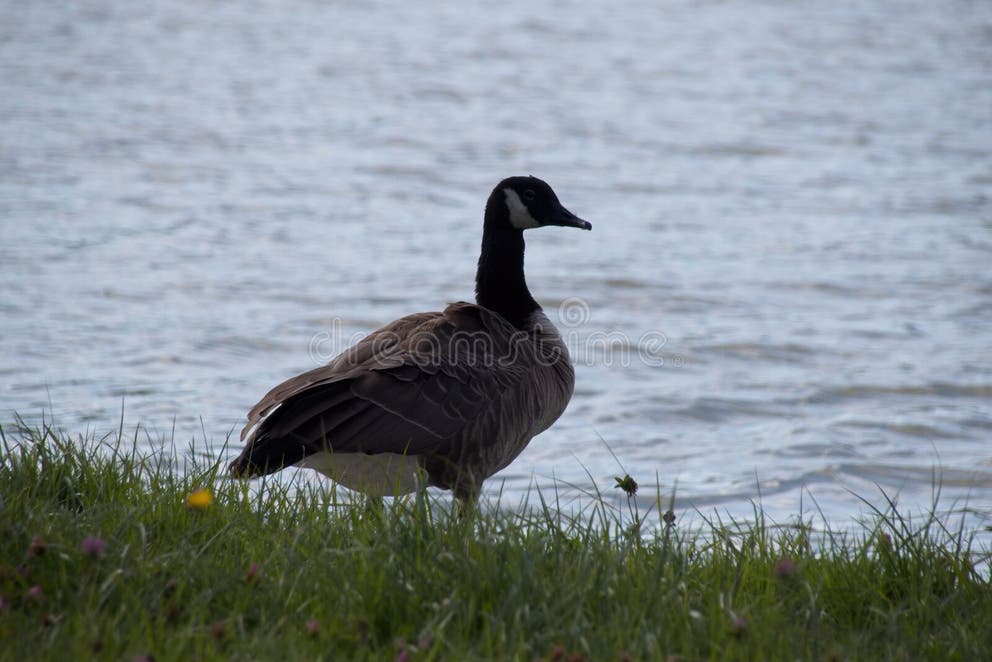 Country goose on the grass stock photo. Image of white - 238780580