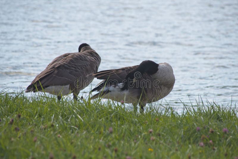Country goose on the grass stock photo. Image of animal - 238780600