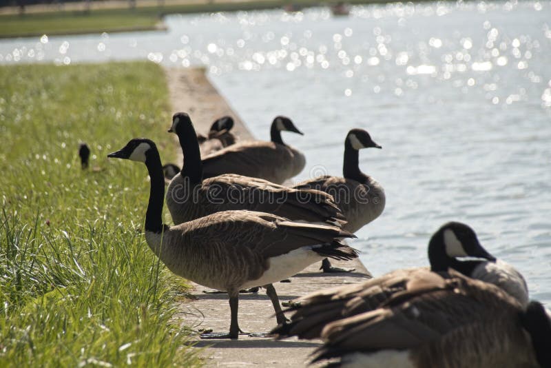 Country goose on the grass stock photo. Image of feathers - 238780746