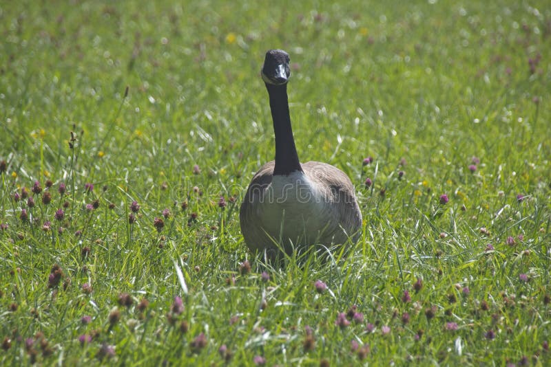 Country goose on the grass stock photo. Image of duck - 238780782