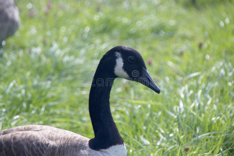 Country goose on the grass stock photo. Image of outdoor - 238780926