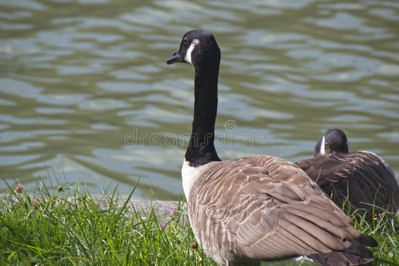 Country goose on the grass stock photo. Image of white - 238780944