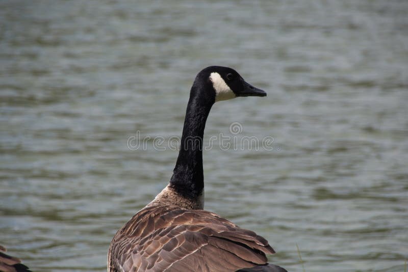 Country goose on the grass stock image. Image of beak - 238781161