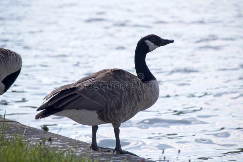 Country goose on the grass stock image. Image of blue - 238780637