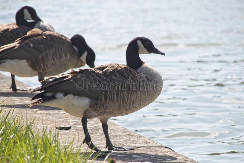 Country goose on the grass stock photo. Image of blue - 238780724