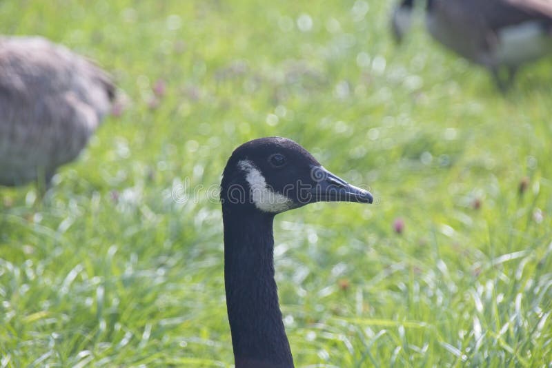 Country goose on the grass stock photo. Image of lake - 238780940