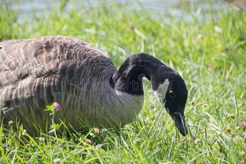 Country goose on the grass stock image. Image of park - 238781035