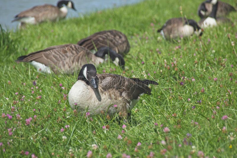 Country goose on the grass stock image. Image of geese - 238781183