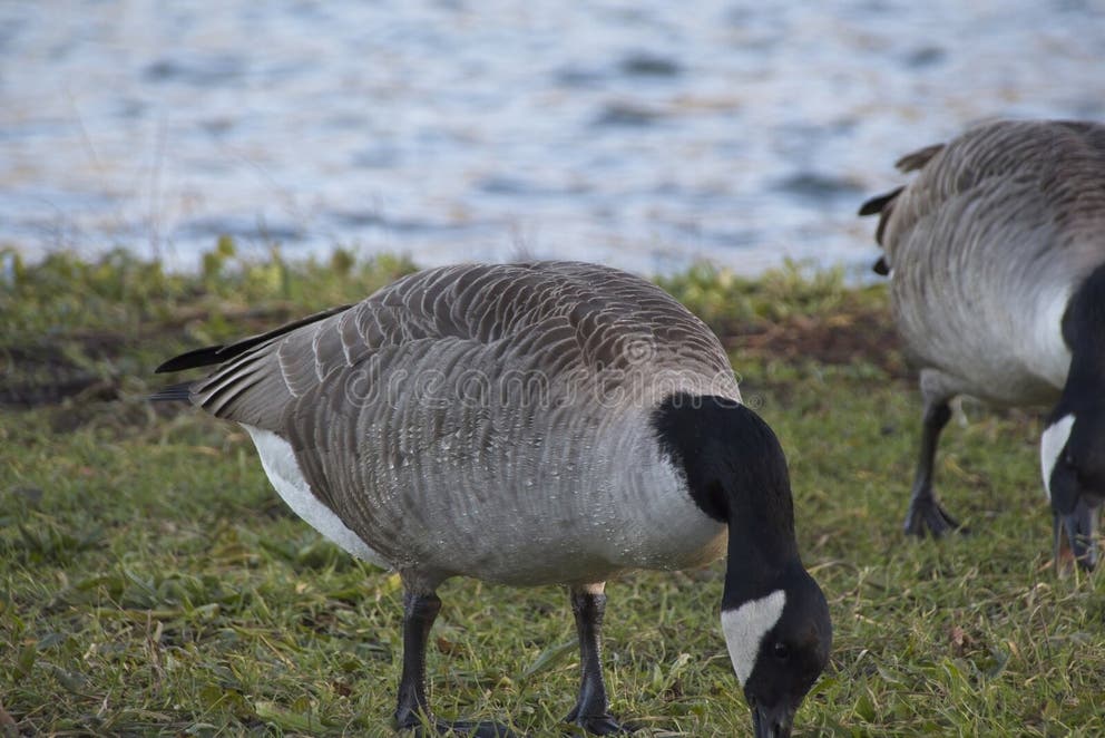 Country goose on the lake stock image. Image of duck - 248450733
