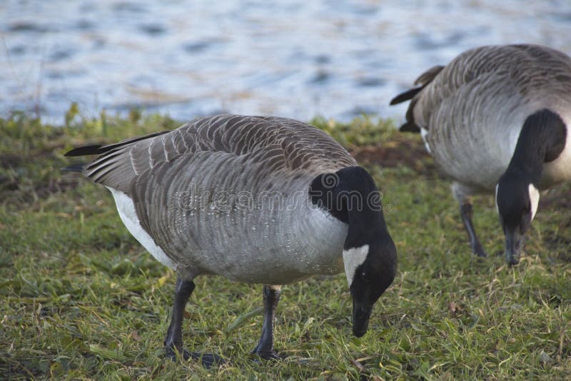 Country goose on the lake stock photo. Image of country - 248450742
