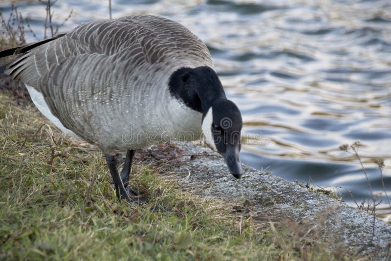 Country goose on the lake stock photo. Image of pond - 248450854