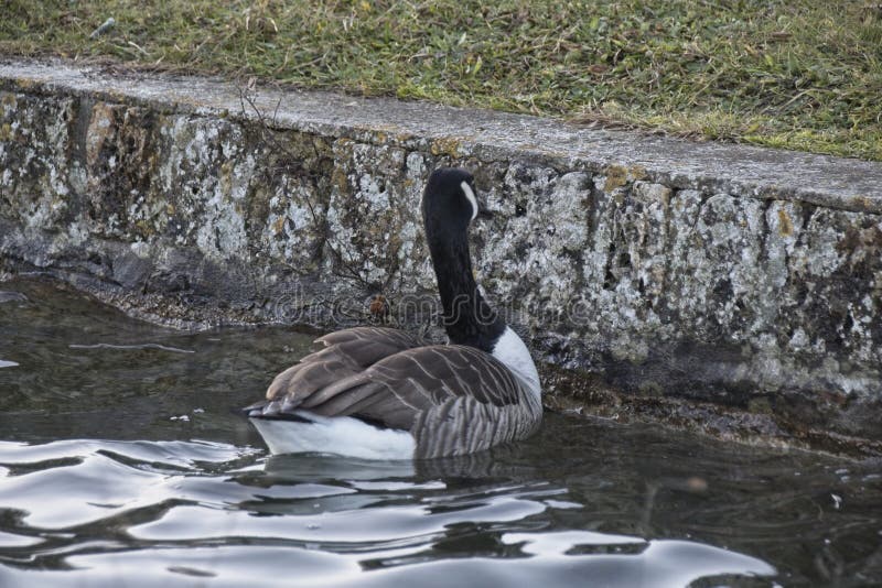 Country goose on the lake stock photo. Image of ornithology - 248451082
