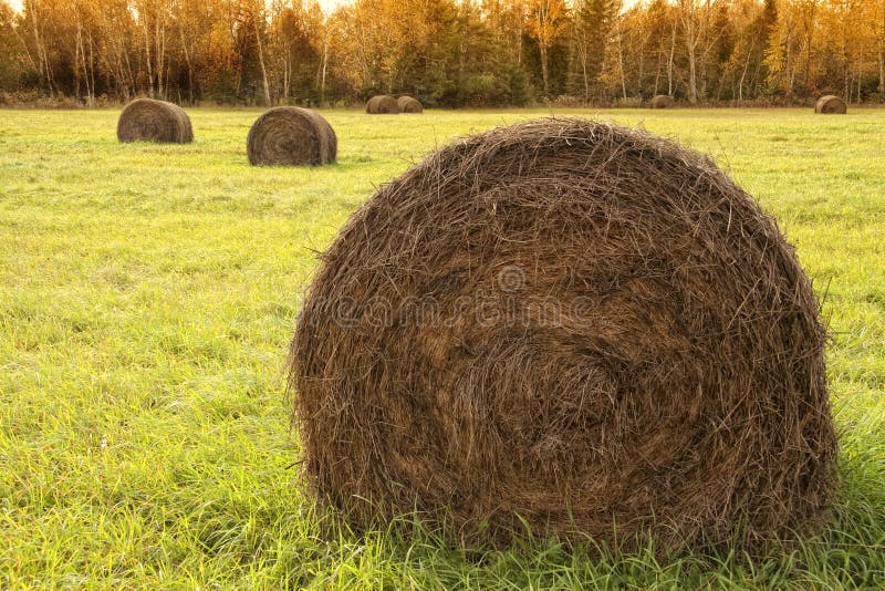 Country hay stock image. Image of growth, country, season - 11336999
