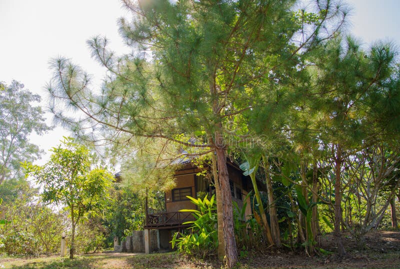 Country stock image. Image of shack, home, trees, nature - 50082651