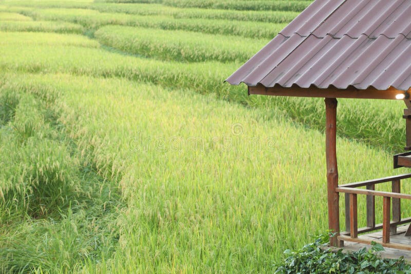 Country Home with Rice Fields are Steps Green and Yellow on the High ...