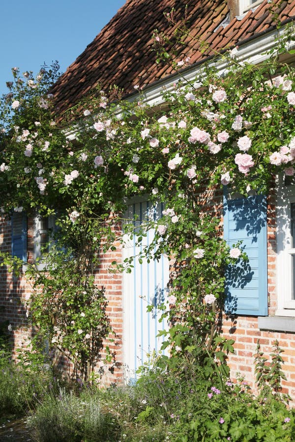 1,312 Country House Roses Stock Photos - Free & Royalty-Free Stock ...