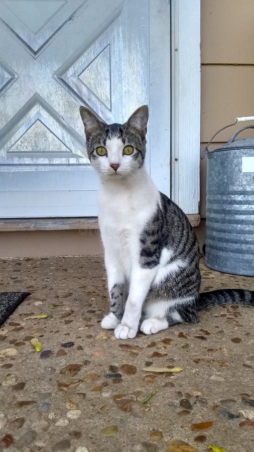 Country kitty cat stock image. Image of look, country - 161935251