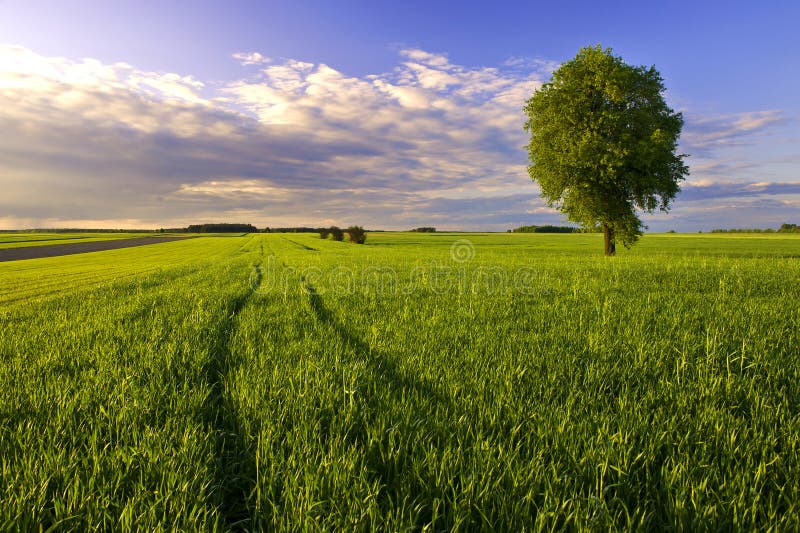 Country landscape stock image. Image of cultivation, green - 24848773