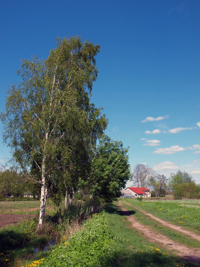 Country landscape stock photo. Image of country, tree - 24925018