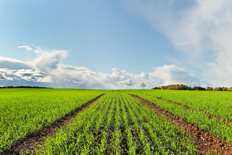Country landscape. stock photo. Image of countryside - 29108824