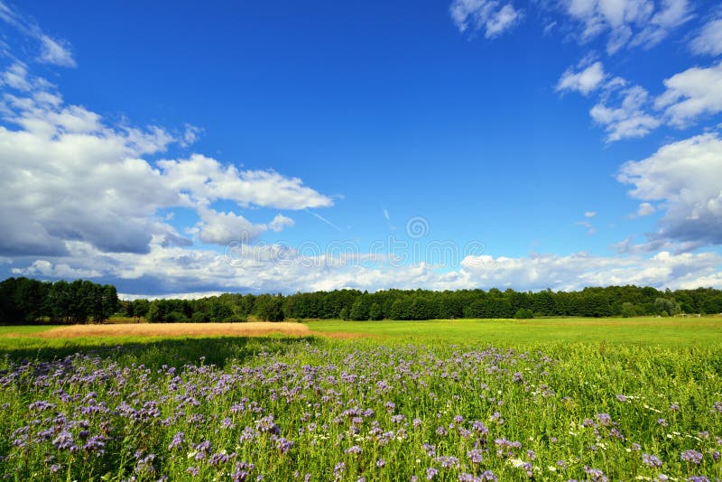 Country landscape. stock image. Image of idyllic, beauty - 32961123