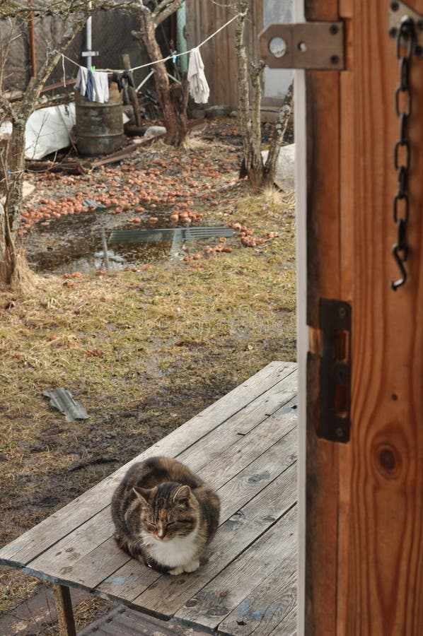 Country Landscape with a Cat Stock Image - Image of spring, link: 90231693