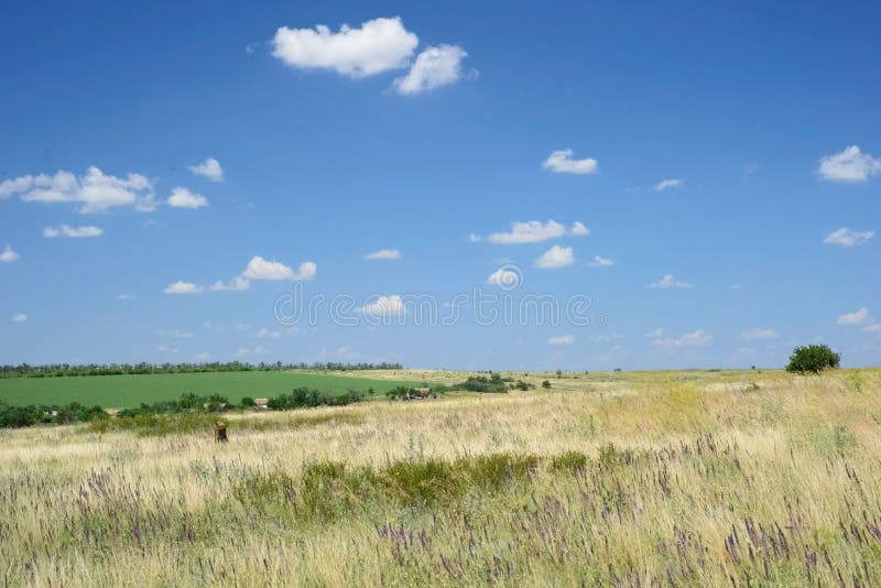 Country Landscape. Empty Field Against Blue Sky with Clouds Stock Image ...