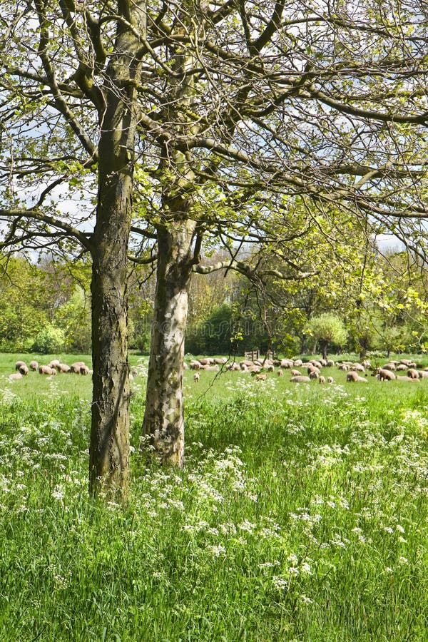 Country Landscape with Flock of Sheep in Spring Stock Image - Image of ...