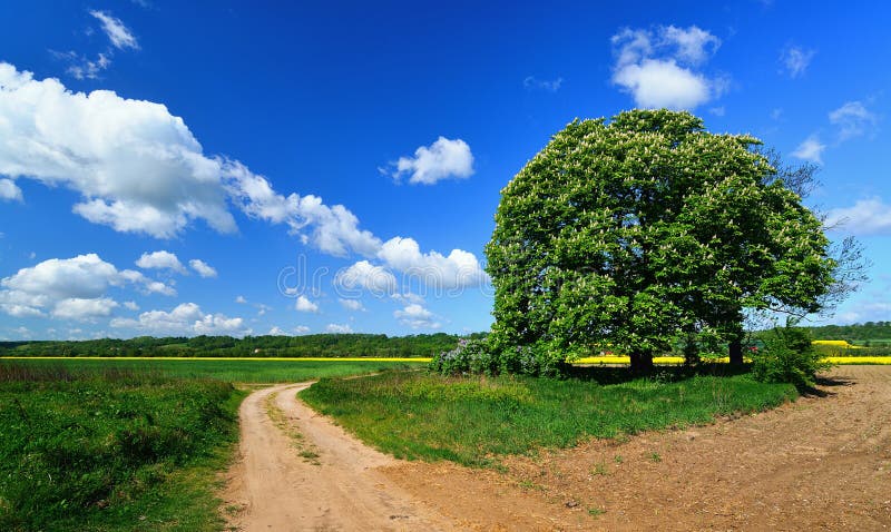 Country landscape. stock image. Image of lawn, chestnut - 57109421
