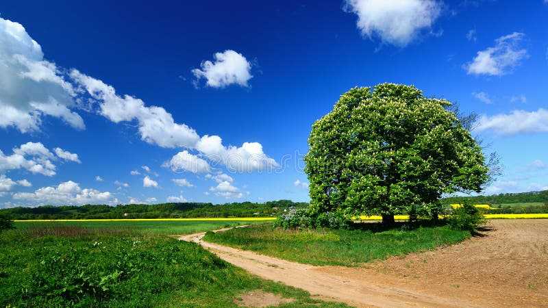 Country Landscape with Trees and Beautiful Sky. Stock Photo - Image of ...