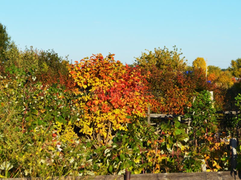 Country Landscape, Rustic Old Hedge , Red and Yellow Autumn Trees Stock ...