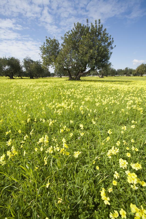 Country Landscape in Spring Stock Image - Image of agriculture ...