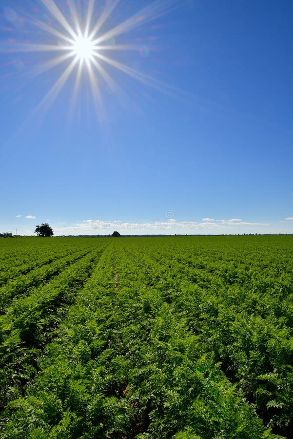 Country Landscape with Sun and Beautiful Sky. Stock Image - Image of ...