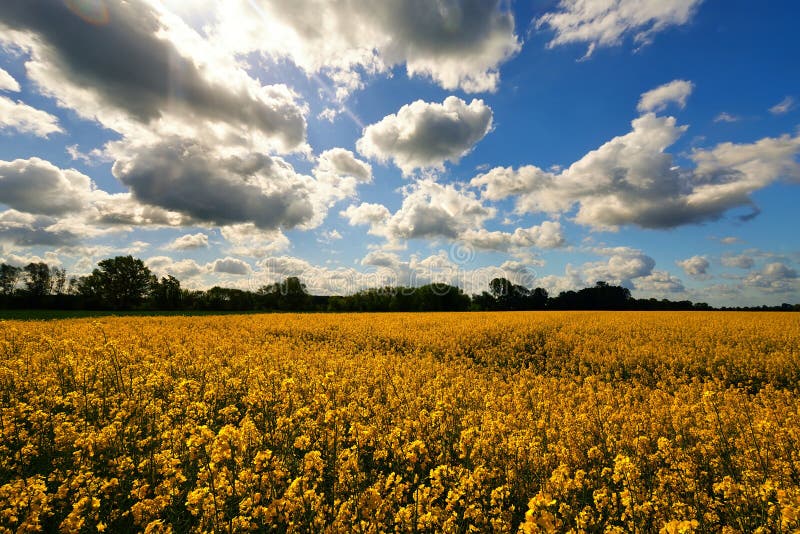 Country Landscape with Trees and Beautiful Sky. Stock Photo - Image of ...