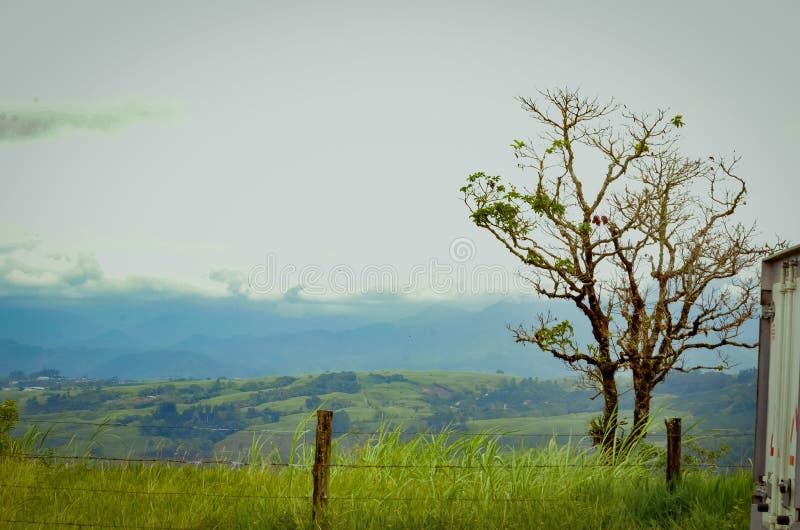 Country Landscape with a Tree in a Green Field Stock Image - Image of ...