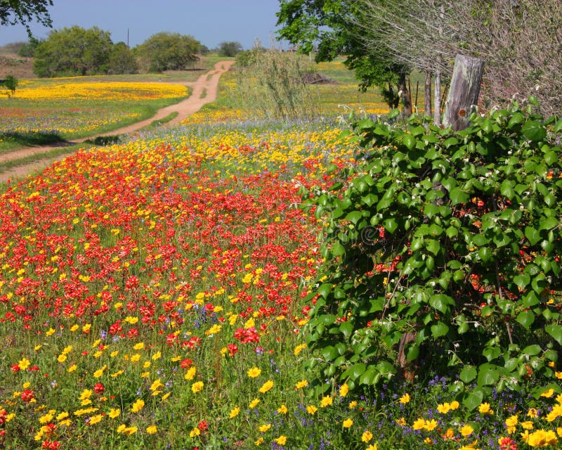 A country lane stock image. Image of spring, tranquil - 14208845